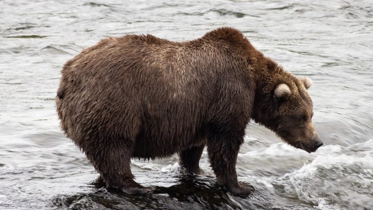 Fat Bear Week 2025 winner 32 Chunk crowned